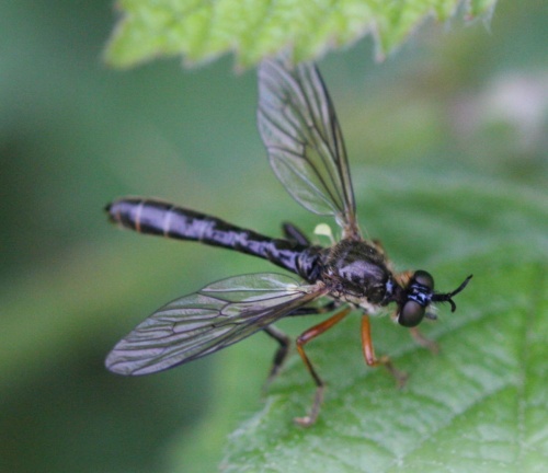 Common Red-legged Robberfly | NatureSpot