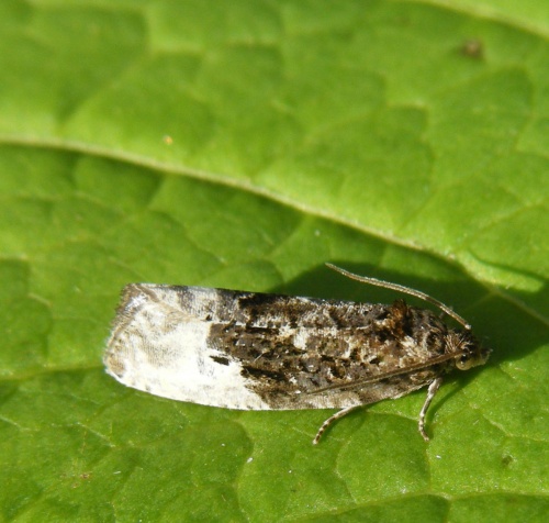 Marbled Orchard Tortrix | NatureSpot