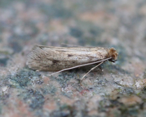 Case-bearing Clothes Moth | NatureSpot