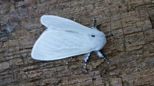 White Satin Moth | NatureSpot
