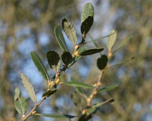 Rusty Willow | NatureSpot