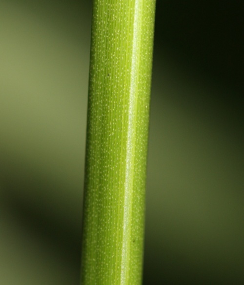 Wood Club-rush | NatureSpot