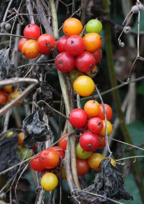Black Bryony | NatureSpot