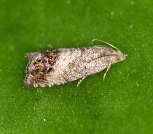 Cydia splendana | NatureSpot