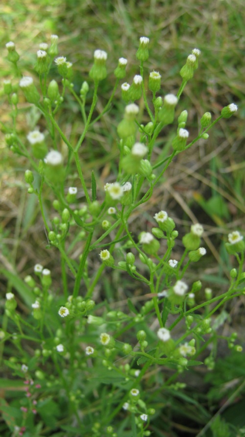 Canadian Fleabane | NatureSpot
