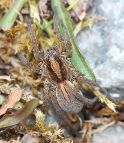 Rustic Wolf Spider | NatureSpot