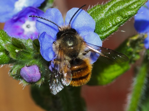 Red Mason Bee | NatureSpot