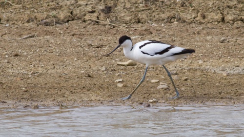 Recurvirostridae - Stilts and Avocets | NatureSpot
