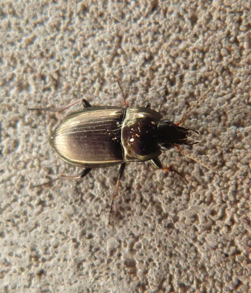 Amara plebeja | NatureSpot