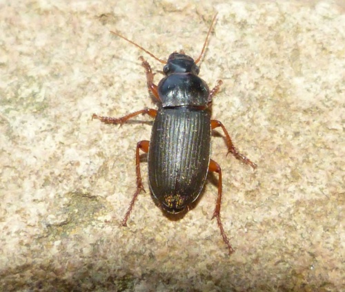 Beetles | NatureSpot