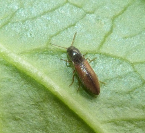 Beetles | NatureSpot