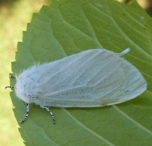 White Satin Moth | NatureSpot