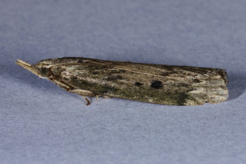 Bee Moth | NatureSpot