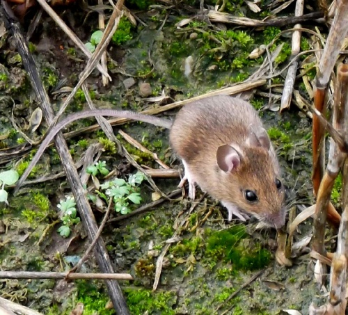 Wood Mouse | NatureSpot