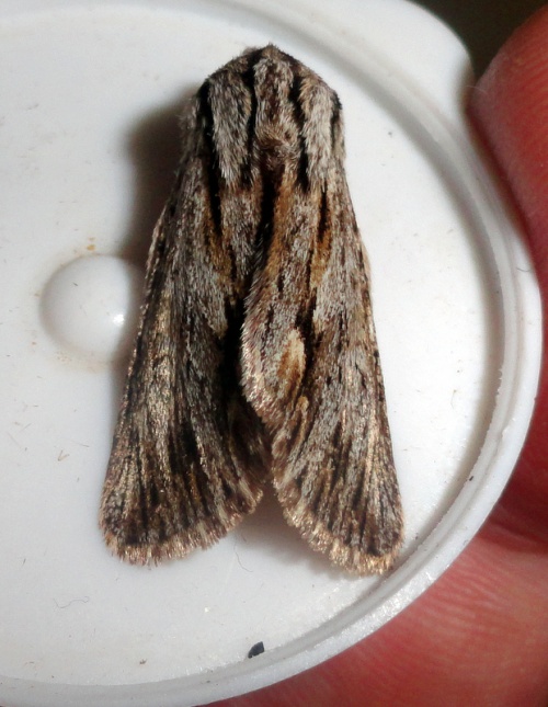 The Sprawler | NatureSpot