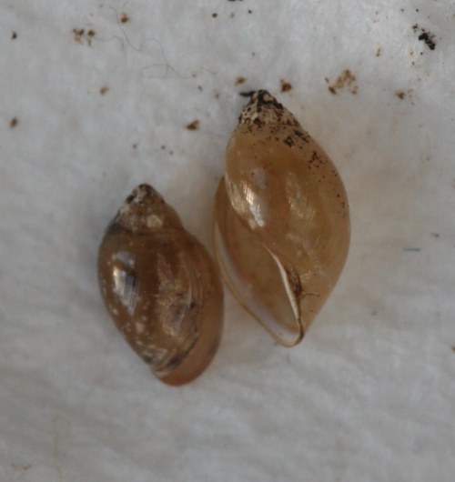 Common Bladder Snail | NatureSpot