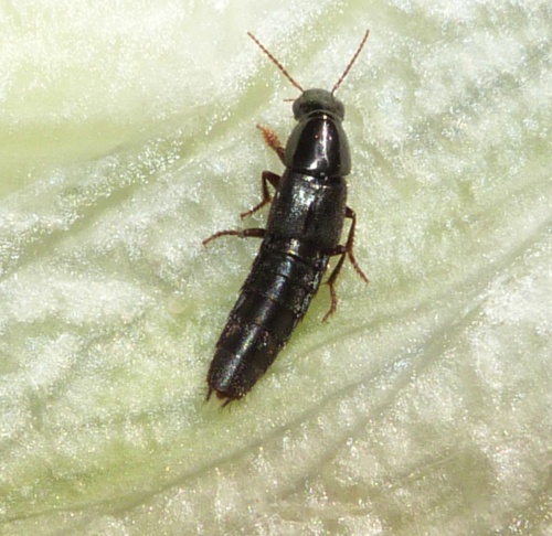 Beetles | NatureSpot