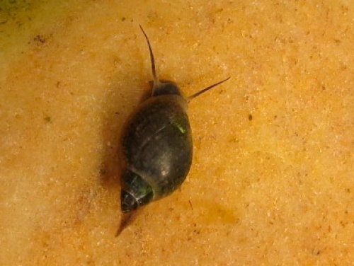 Common Bladder Snail | NatureSpot