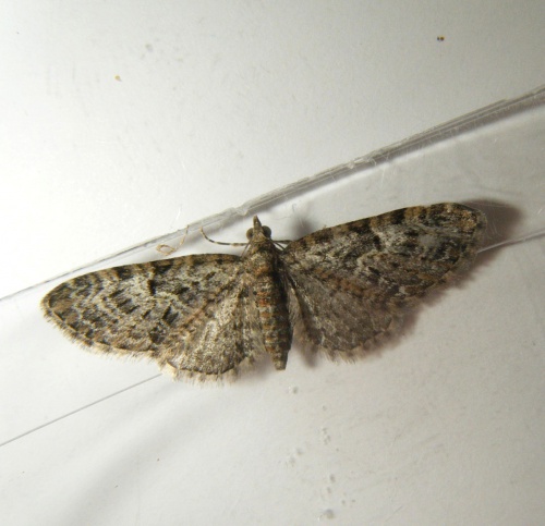 Oak-tree Pug | NatureSpot