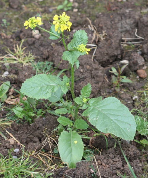 Charlock | NatureSpot