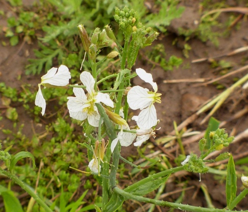 Wild Radish | NatureSpot