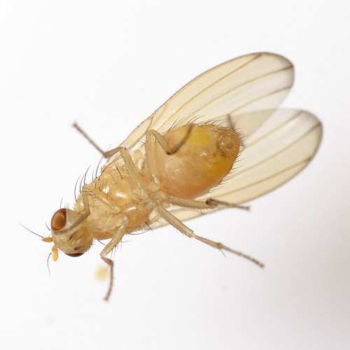 Tricholauxania praeusta | NatureSpot