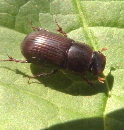 Acrossus rufipes | NatureSpot
