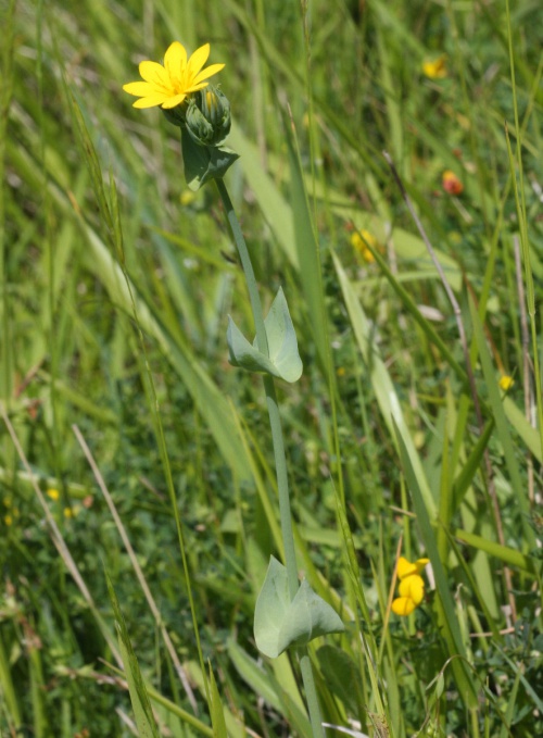 Yellow-wort | NatureSpot