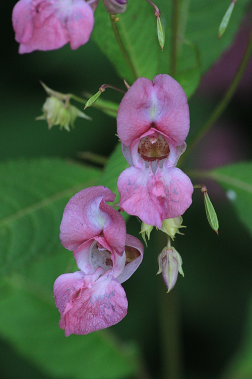 Himalayan Balsam | NatureSpot