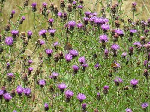 Common Knapweed | NatureSpot