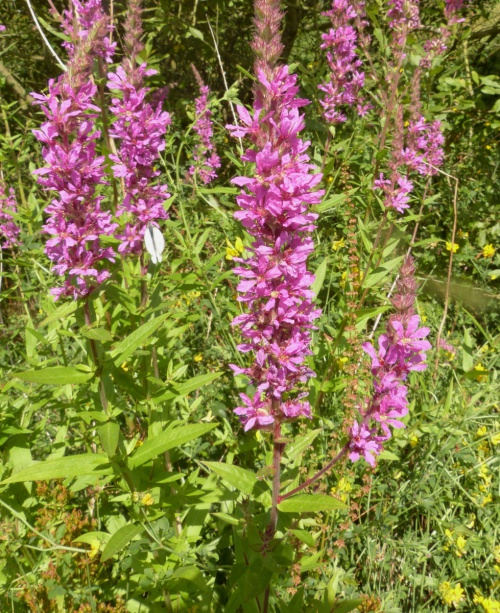 Purple-loosestrife | NatureSpot