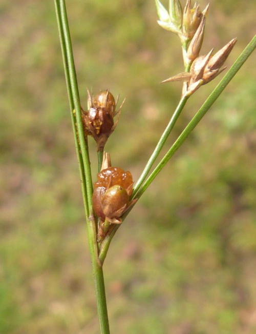 Slender Rush | NatureSpot