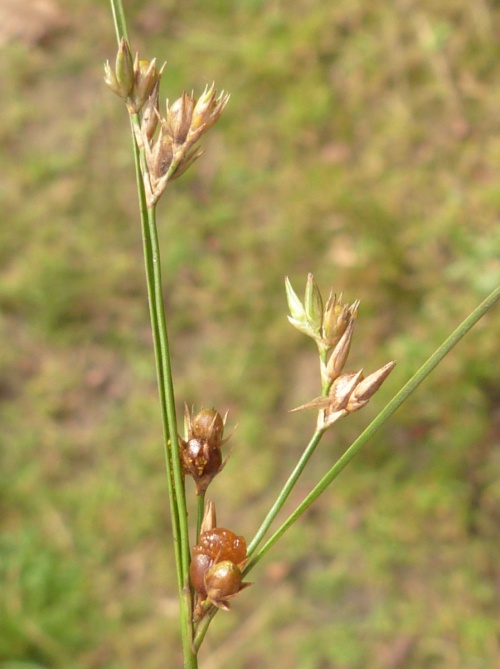 Slender Rush | NatureSpot