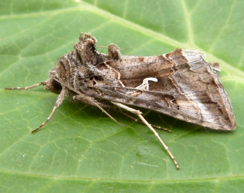 Noctuidae | NatureSpot