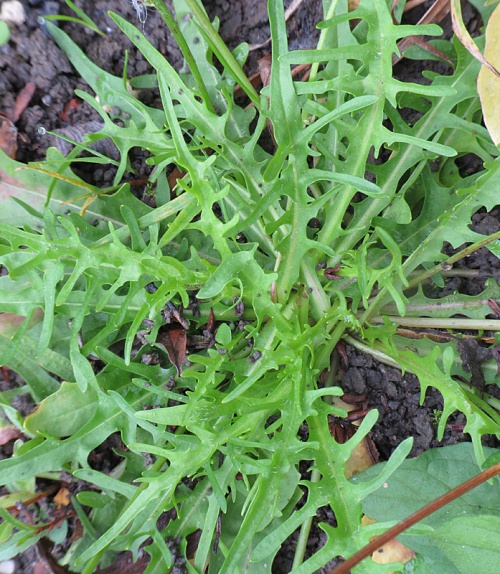 Autumn Hawkbit | NatureSpot