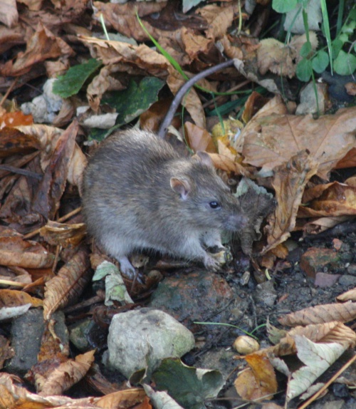 Brown Rat | NatureSpot