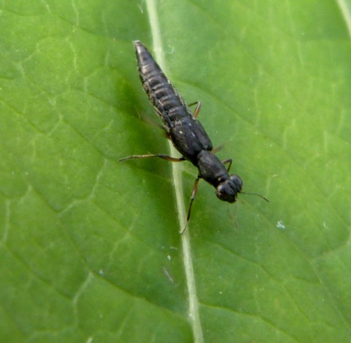 Beetles | NatureSpot