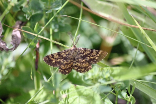 Common Heath | NatureSpot