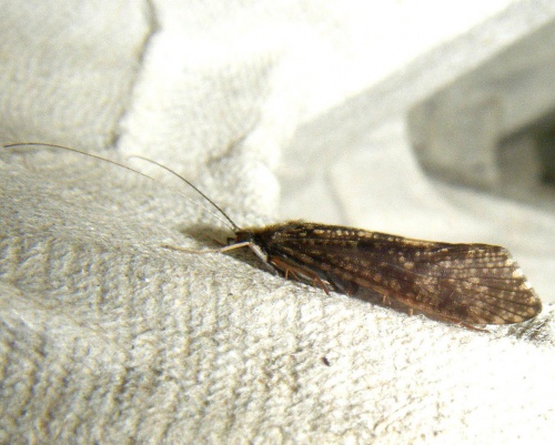 Hydropsyche pellucidula | NatureSpot