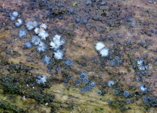 Common Grey Disco | NatureSpot