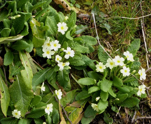 Primrose | NatureSpot