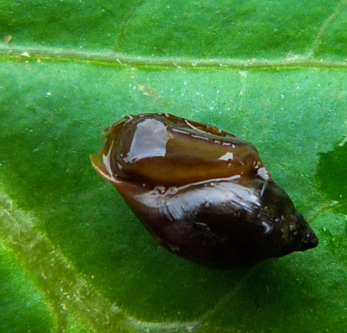 Common Bladder Snail | NatureSpot