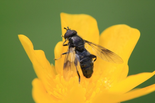 Pipiza austriaca | NatureSpot