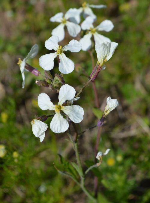 Wild Radish | NatureSpot