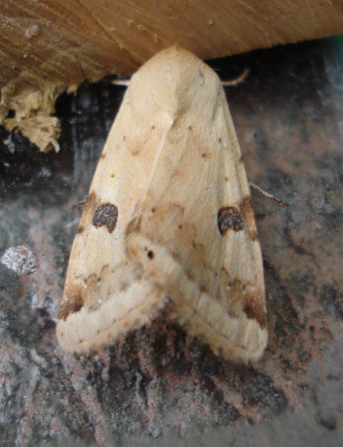 Bordered Straw | NatureSpot