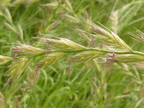 Italian Rye-grass | NatureSpot