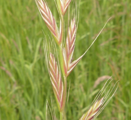 Italian Rye-grass | NatureSpot