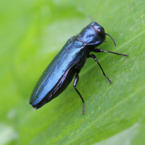 Agrilus cyanescens | NatureSpot