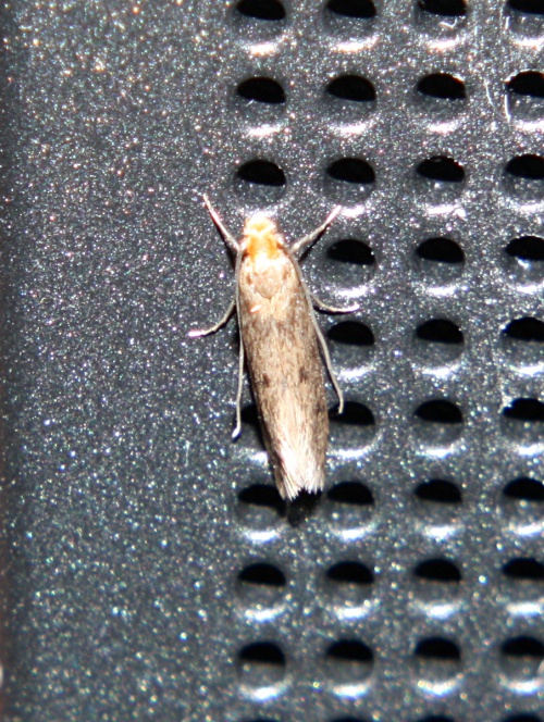 Case-bearing Clothes Moth | NatureSpot