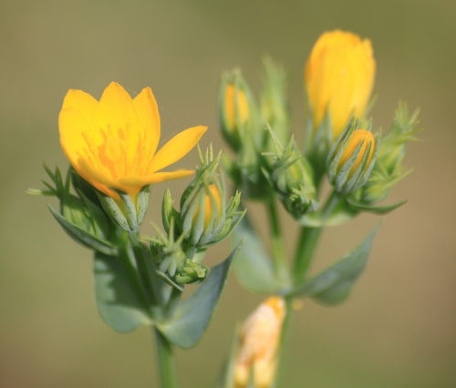 Yellow-wort | NatureSpot